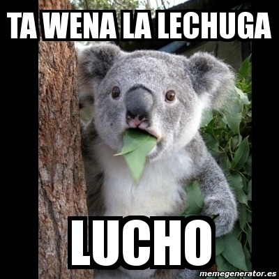 Meme Koala - TA WENA LA LECHUGA LUCHO - 478893