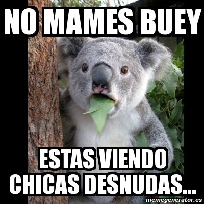 Meme Koala - No mames buey estas viendo chicas desnudas... - 587830