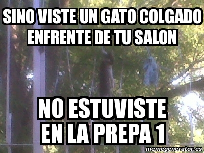 Meme Personalizado - Sino viste un gato colgado enfrente de tu salon no ...