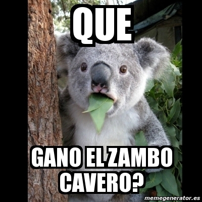 Meme Koala - que gano el zambo cavero? - 1500599