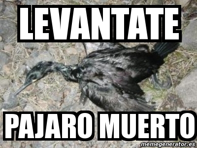 Meme Personalizado - levantate pajaro muerto - 1675561