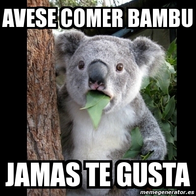 Meme Koala - avese comer bambu jamas te gusta - 1745477