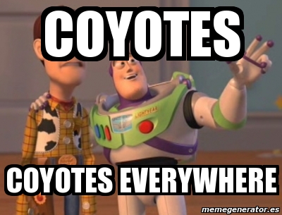Meme Personalizado - coyotes coyotes everywhere - 11150251