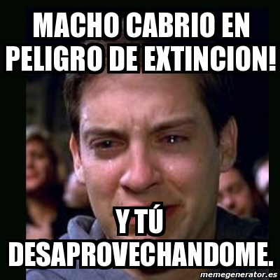 Meme crying peter parker - Macho cabrio en peligro de extincion! y tÃº ...