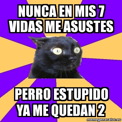 Meme Anxiety Cat - NUNCA EN MIS 7 VIDAS ME ASUSTES PERRO ESTUPIDO YA ME ...