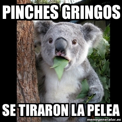 Meme Koala - pinches gringos se tiraron la pelea - 16559396