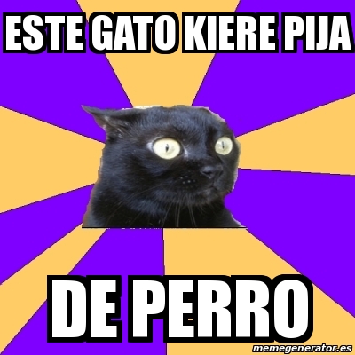 Meme Anxiety Cat - este gato kiere pija de perro - 16708446