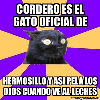 Meme Anxiety Cat - cordero es el gato oficial de hermosillo y asi pela ...