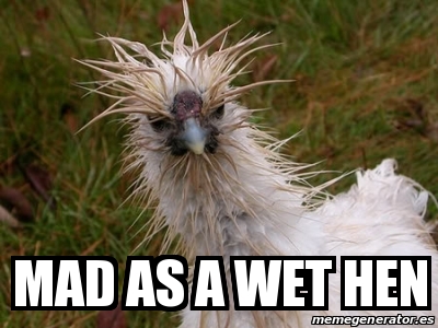 Meme Personalizado - Mad As A Wet Hen - 19306849