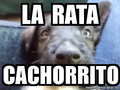 Meme Personalizado - la rata cachorrito - 19651668