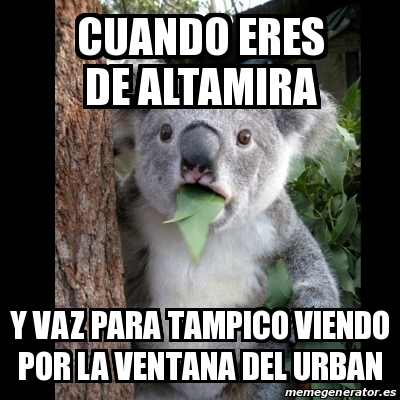 Meme Koala - Cuando eres de altamira y vaz para tampico viendo por la ...