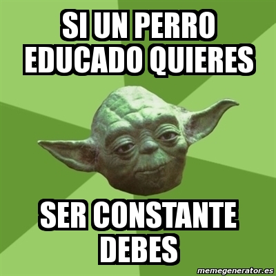 Meme Yoda - si un perro educado quieres ser constante debes - 2244287