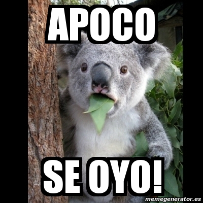 Meme Koala - apoco se oyo! - 2492129