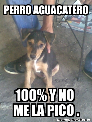 Meme Personalizado - PERRO AGUACATERO 100% Y NO ME LA PICO . - 2504353