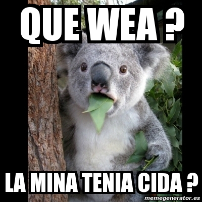 Meme Koala - QUE WEA ? LA MINA TENIA CIDA ? - 2571535