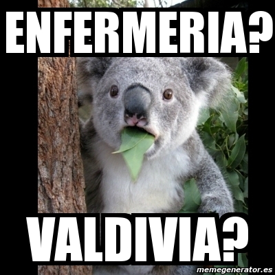 Meme Koala - enfermeria? valdivia? - 2626045