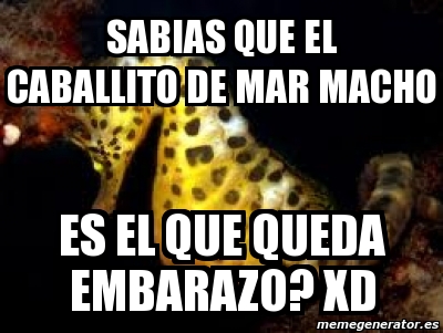 Caballito De Mar Memes