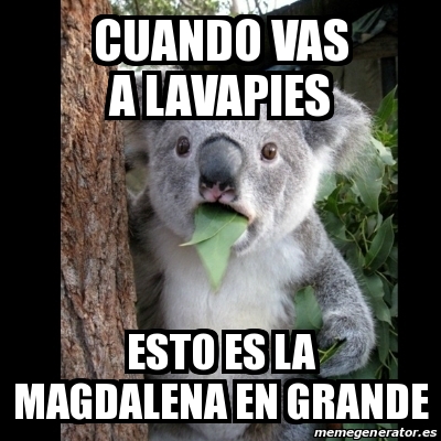 Meme Koala - cuando vas a lavapies esto es la MAgdalena en grande ...