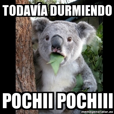 Meme Koala - TodavÃ­a durmiendo Pochii pochiii - 20245631