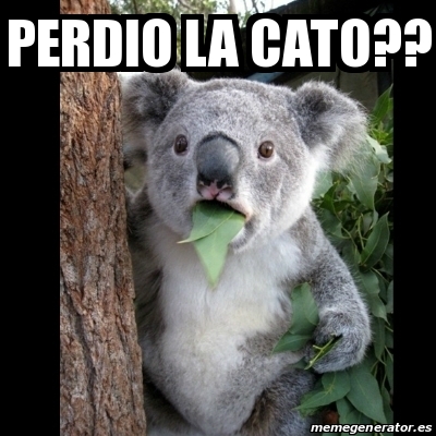 Meme Koala - PERDIO LA cATO?? - 20286420