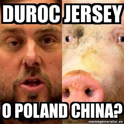 Meme Personalizado - DUROC JERSEY O POLAND CHINA? - 20077154