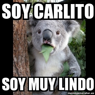 Meme Koala - soy carlito soy muy lindo - 20085617