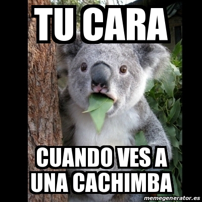 Meme Koala - TU CARA CUANDO VES A UNA CACHIMBA - 21689618