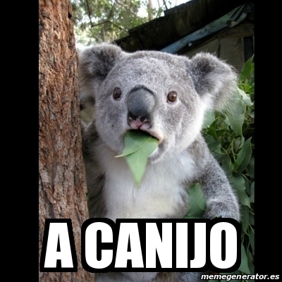 Meme Koala - a canijo - 21802606
