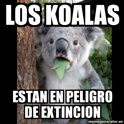 Meme Koala - los koalas estan en peligro de extincion - 22520760