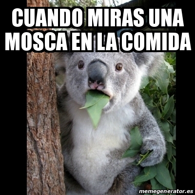 Meme Koala - cuando miras una mosca en la comida - 22895772