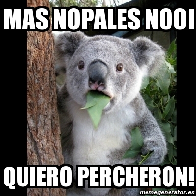 Meme Koala - Mas Nopales noo! Quiero percheron! - 22974209