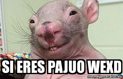 Meme Personalizado - sI ERES PAJUO WEXD - 23228434