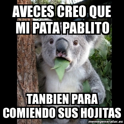 Meme Koala - aveces creo que mi pata pablito tanbien para comiendo sus ...