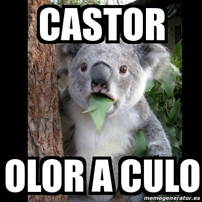 Meme Koala - Castor Olor a Culo - 24218758