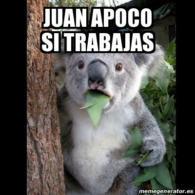 Meme Koala - juan apoco si trabajas - 25478860