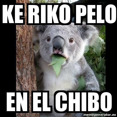 Meme Koala - ke riko pelo en el chibo - 25054627