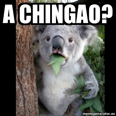 Meme Koala - A chingao? - 25985872