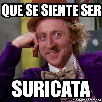 Meme Willy Wonka - que se siente ser suricata - 26255290