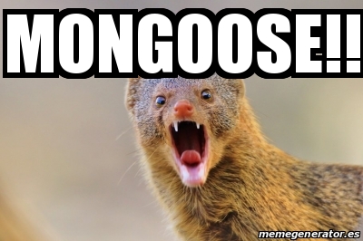 Meme Personalizado - MONGOOSE!! - 29205022