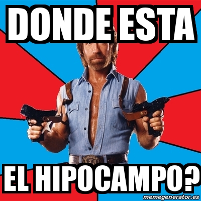 Meme Chuck Norris - donde esta el hipocampo? - 29641136