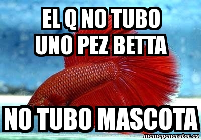 Pez Betta Memes