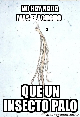 Meme Personalizado - No hay nada mas flacucho . que un insecto palo ...