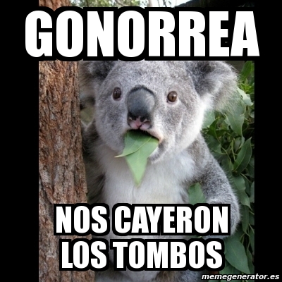 Meme Koala - Gonorrea nos cayeron los tombos - 3850258