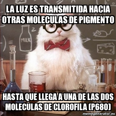 Meme Chemistry Cat - La luz es transmitida hacia otras moleculas de ...