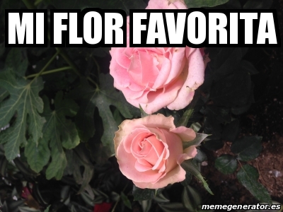 Meme Personalizado - Mi flor favorita - 30555240