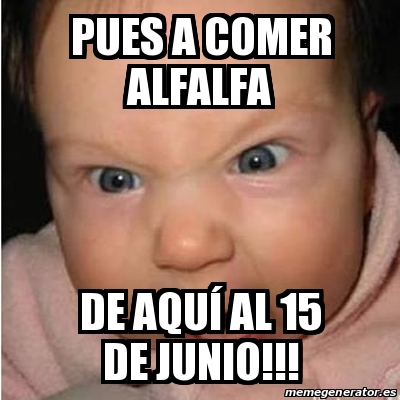 Meme Bebe furioso - pues a comer alfalfa de aquÃ­ al 15 de junio ...