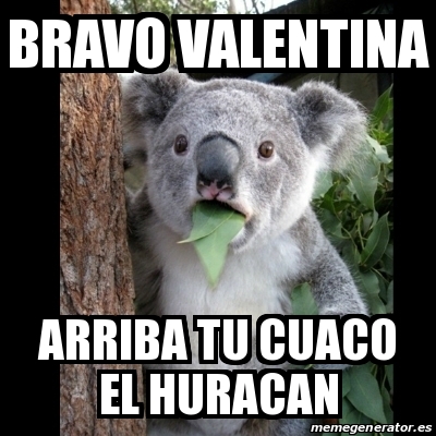 Meme Koala - Bravo Valentina Arriba tu cuaco el huracan - 30797159