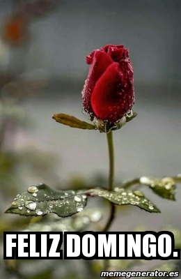 Meme Personalizado - feliz domingo. - 31248833