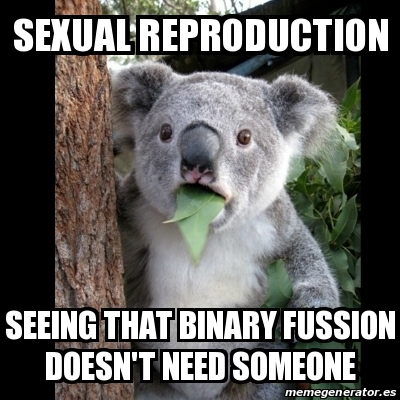 Meme Koala - Sexual reproduction Seeing that binary fussion doesn't ...