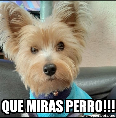 Meme Personalizado - Que miras perro!!! - 31280511